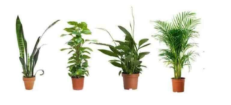Plants to check air pollution at your home – Climate Samurai