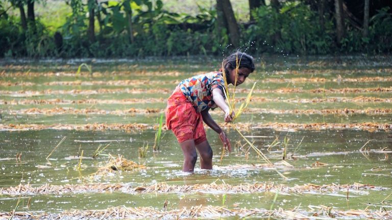 FDI and NatWest Group India Unite to Combat Stubble Burning in Jind ...